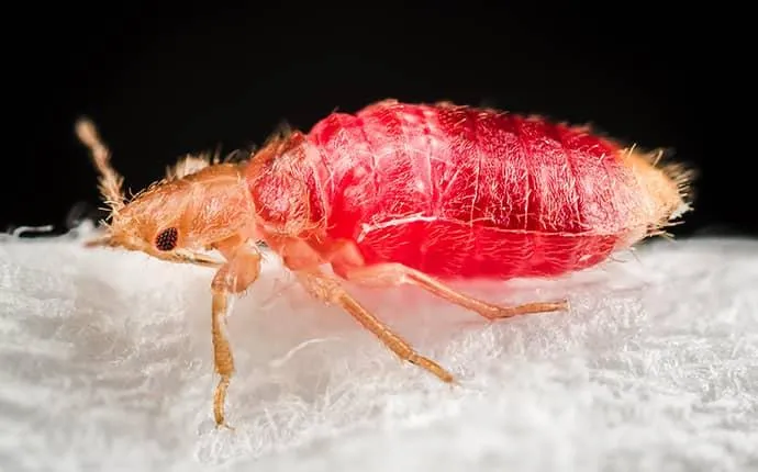 Nc House Bug Identification